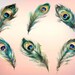 Watercolor Peacock Feather Clipart Bundle, 20 Peacock PNG, Boho Feather ...