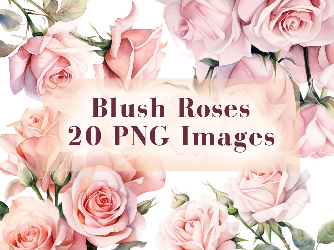 Watercolor Blush Roses Clipart - 20 Rose PNG Graphics - Watercolor ...