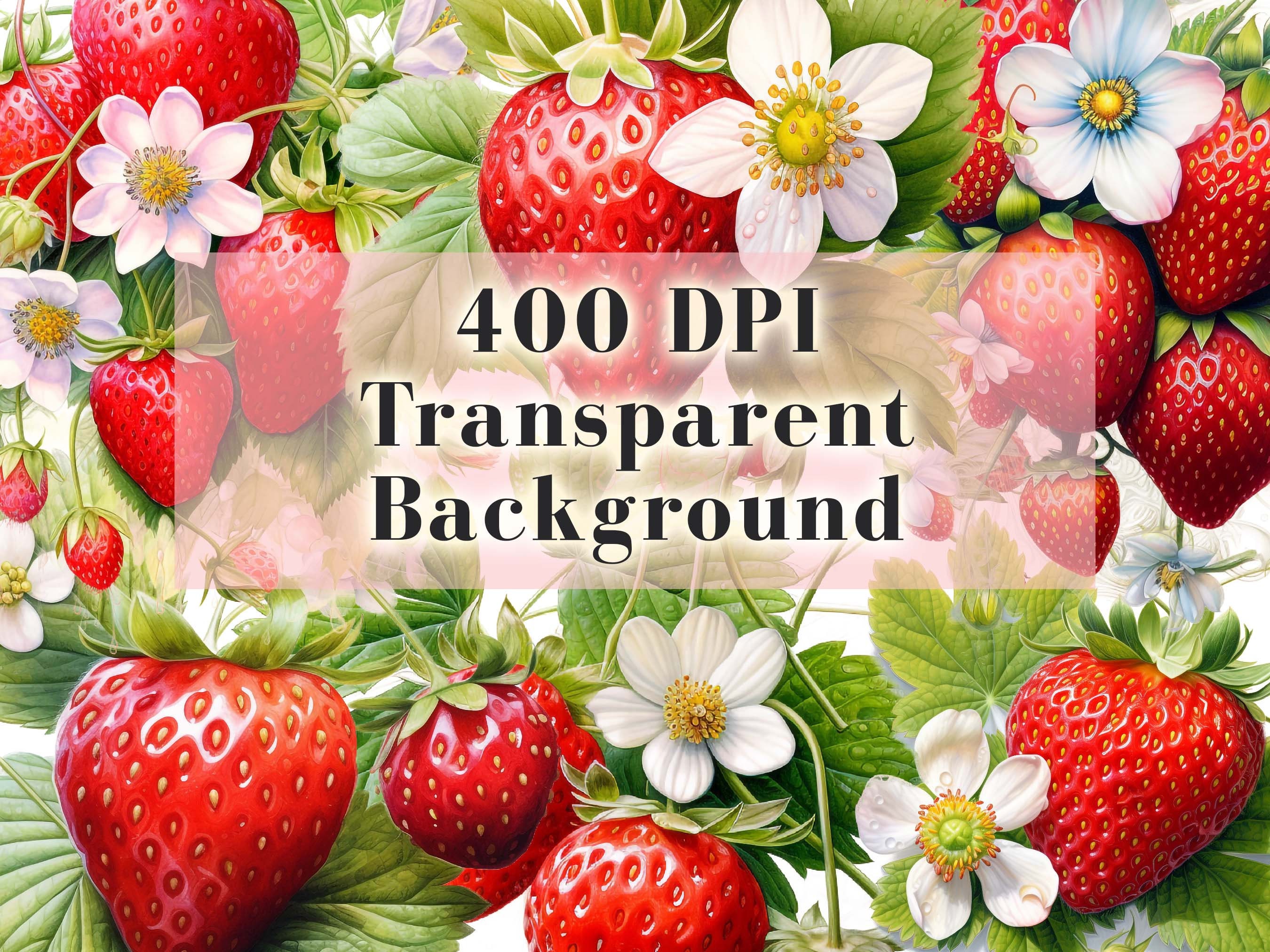 Watercolor Strawberries Clipart 20 PNG Clip Art Graphics Red Berry Clip ...