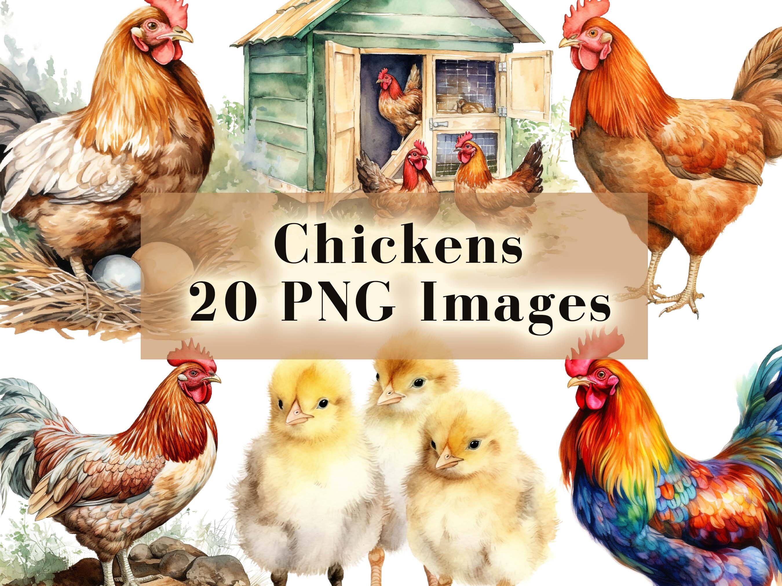 Watercolor Chicken PNG Bundle, Roosters Clipart, 20 High Quality ...