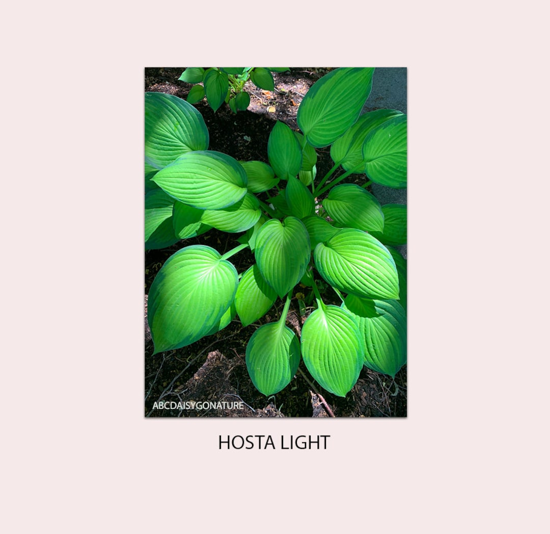 Zen Hostas Garden Wall Art Hosta Light Shines on the Leaves, Prints ...