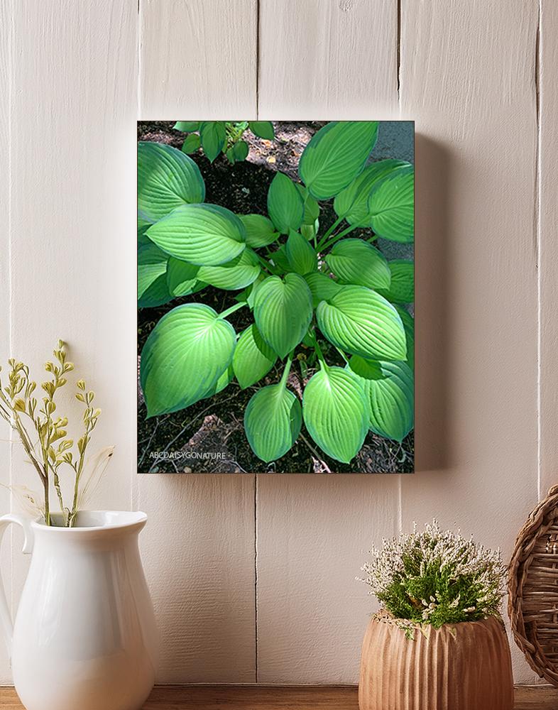 Print of the Hosta for a Zen Garden Wall Art. Hosta Light Shines on the ...