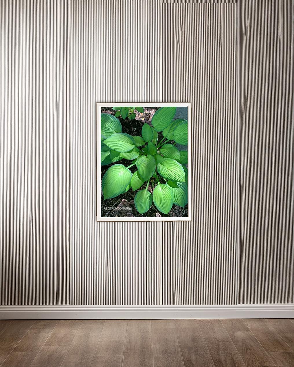 Print of the Hosta for a Zen Garden Wall Art. Hosta Light Shines on the ...