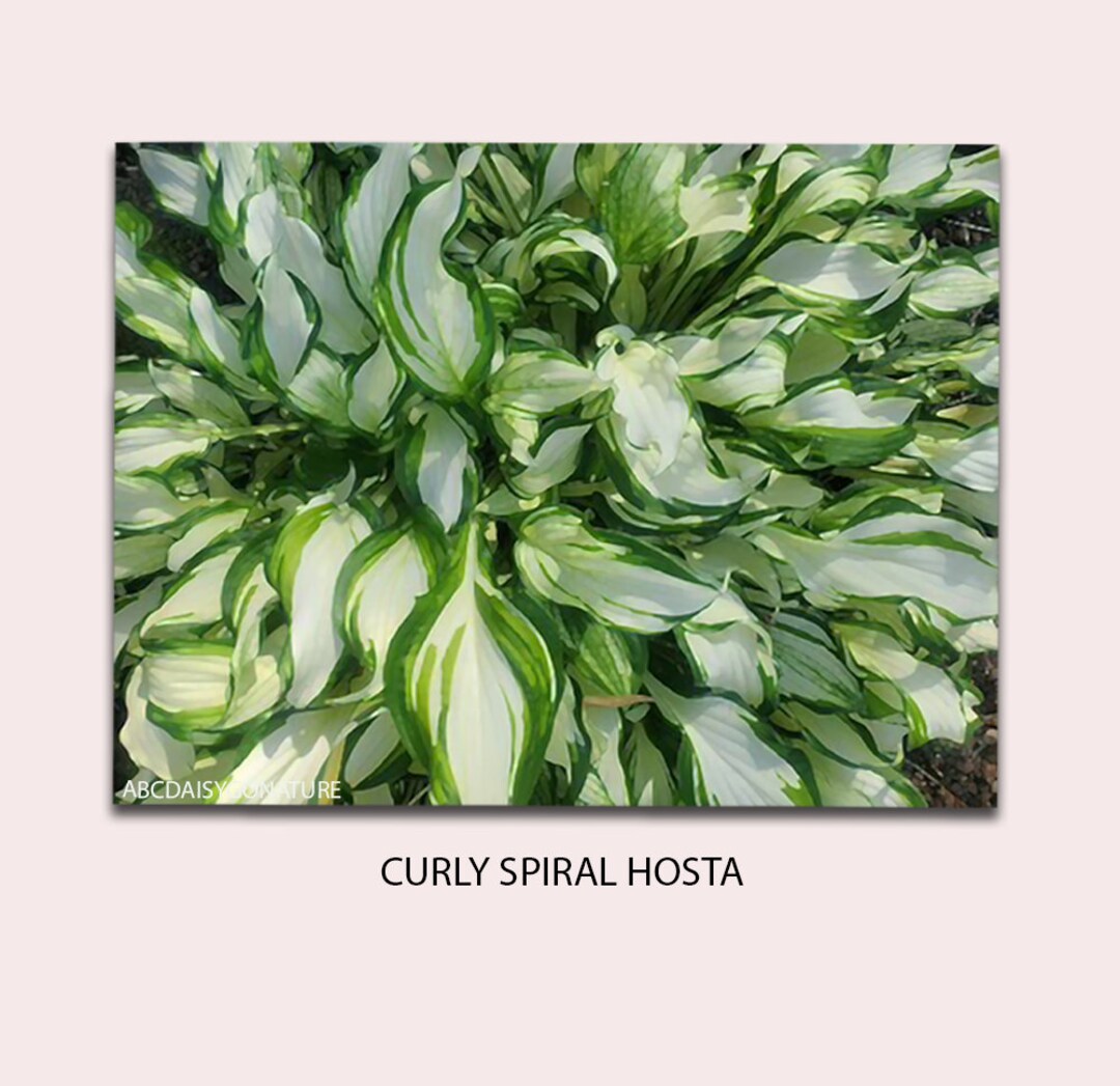 Nature Inspired Floral Wall Art Curly Spiral Variegated Hosta Closeup ...