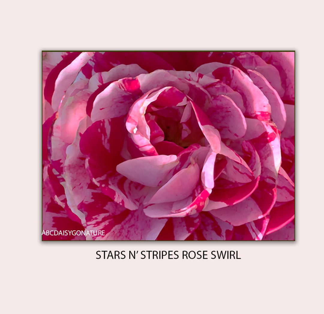 Print Red Rose Stars N' Stripes, Reds Pinks Swirls, Whimsical Art, Wall ...
