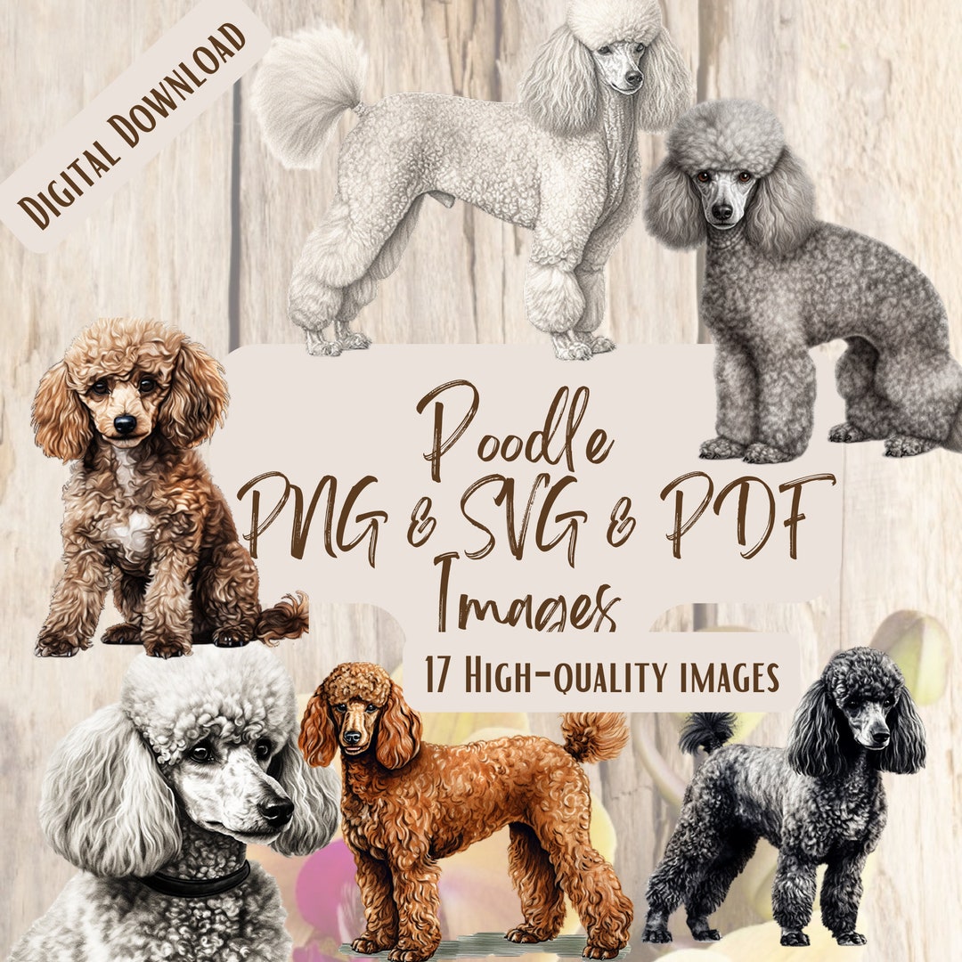 Pudel PNG SVG Bundle 17 Bilder Digital druckbare Vektor Sofortiger ...