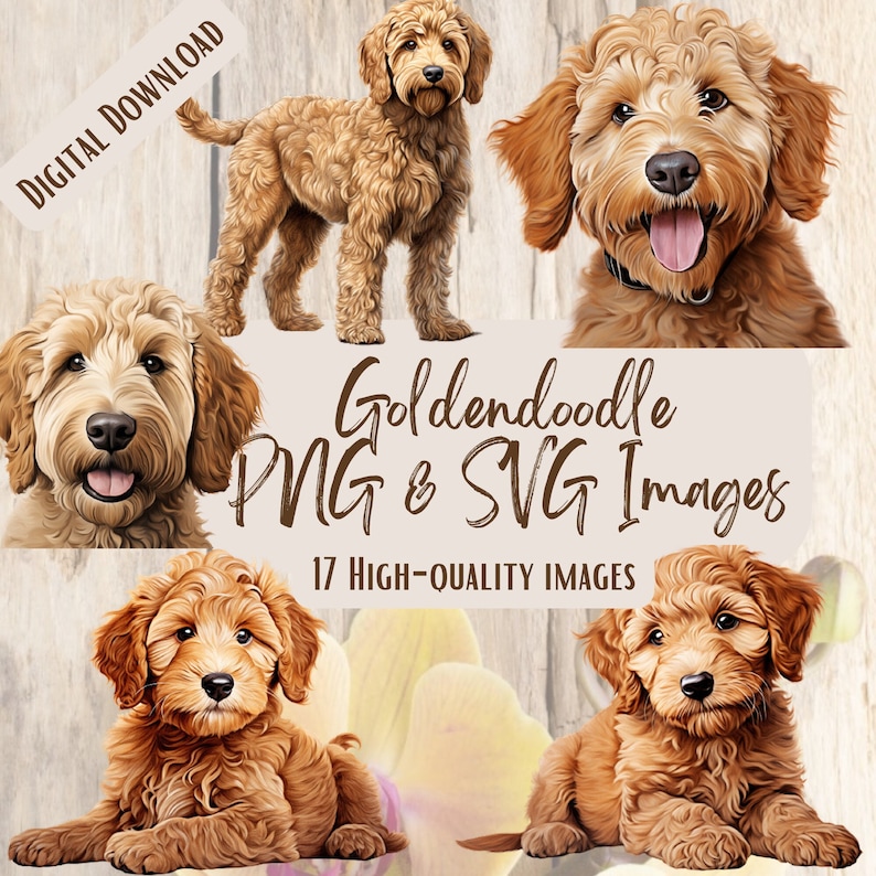 Goldendoodle PNG SVG Bundle, 17 Adorable Doodle Dog Clipart Designs ...