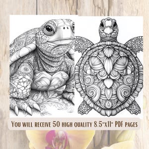 50 Turtle Coloring Pages, Cute and Intricate Turtle Designs for ...