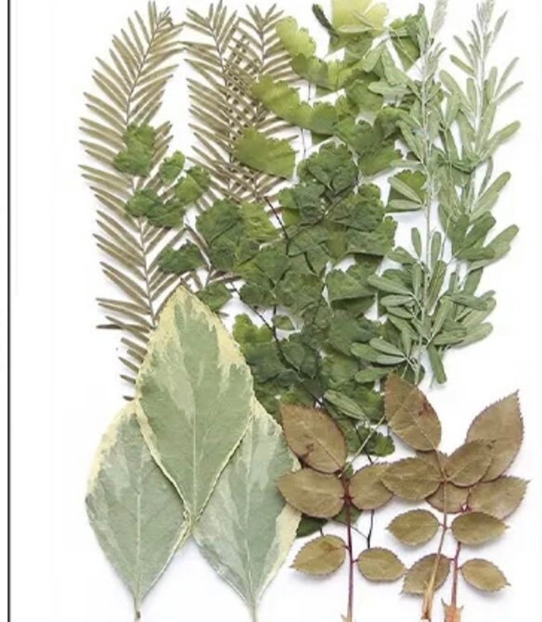 Pressed Leaves Dried Foliage Resin Crafts Flower Painting Card Making ...