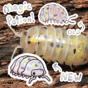 Isopod Stickers! Rubber Ducky, Giant Isopod + More - Etsy
