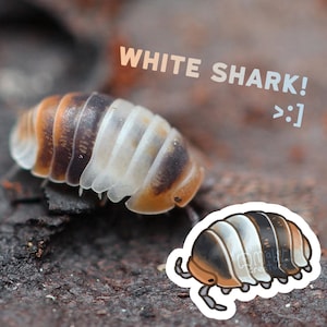 Isopod Stickers! Rubber Ducky, Giant Isopod + More - Etsy