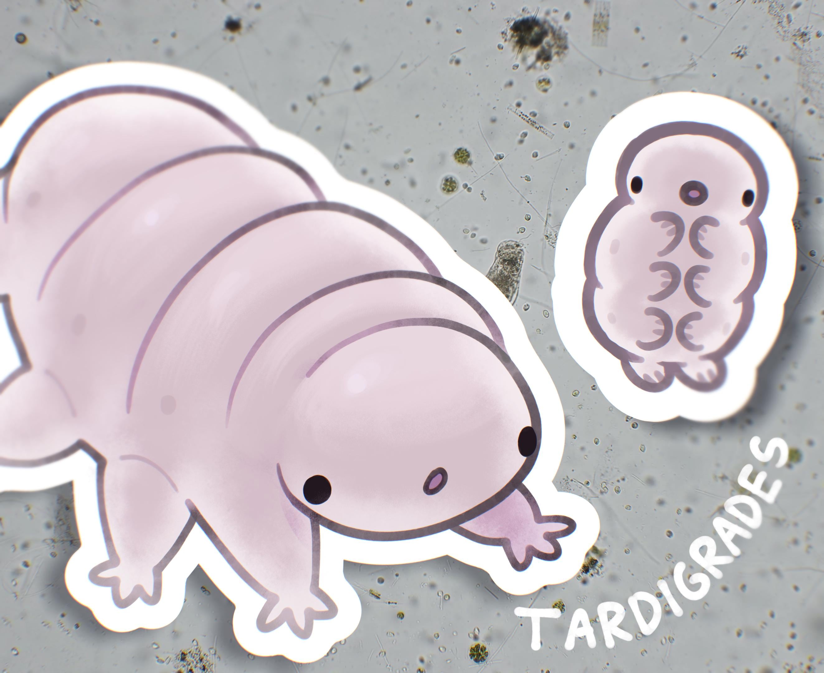 Tiny + Big Tardigrade Stickers!! (water Bear / Moss Piglet) - Etsy