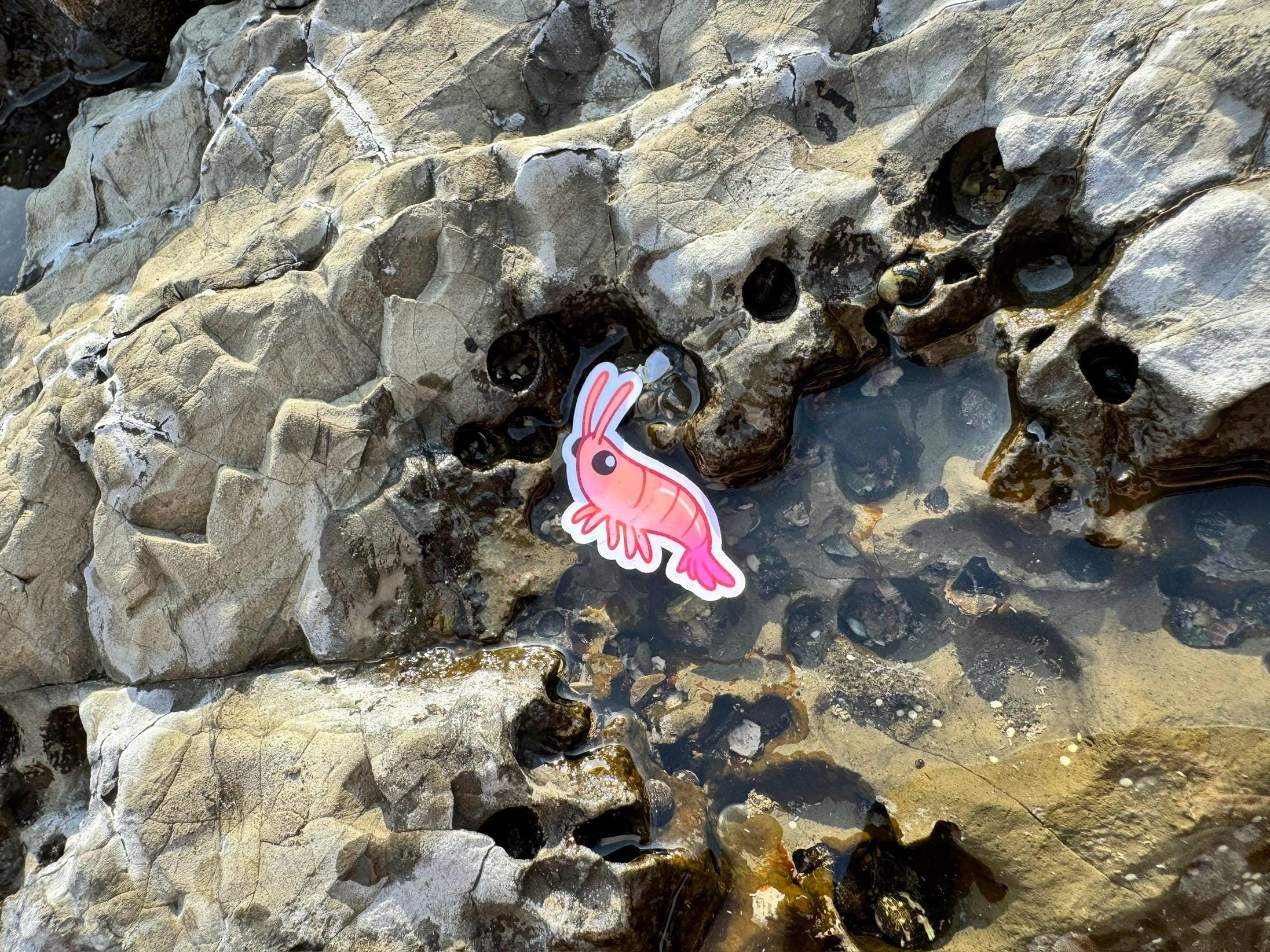 Shrimp Stickers!! - Etsy