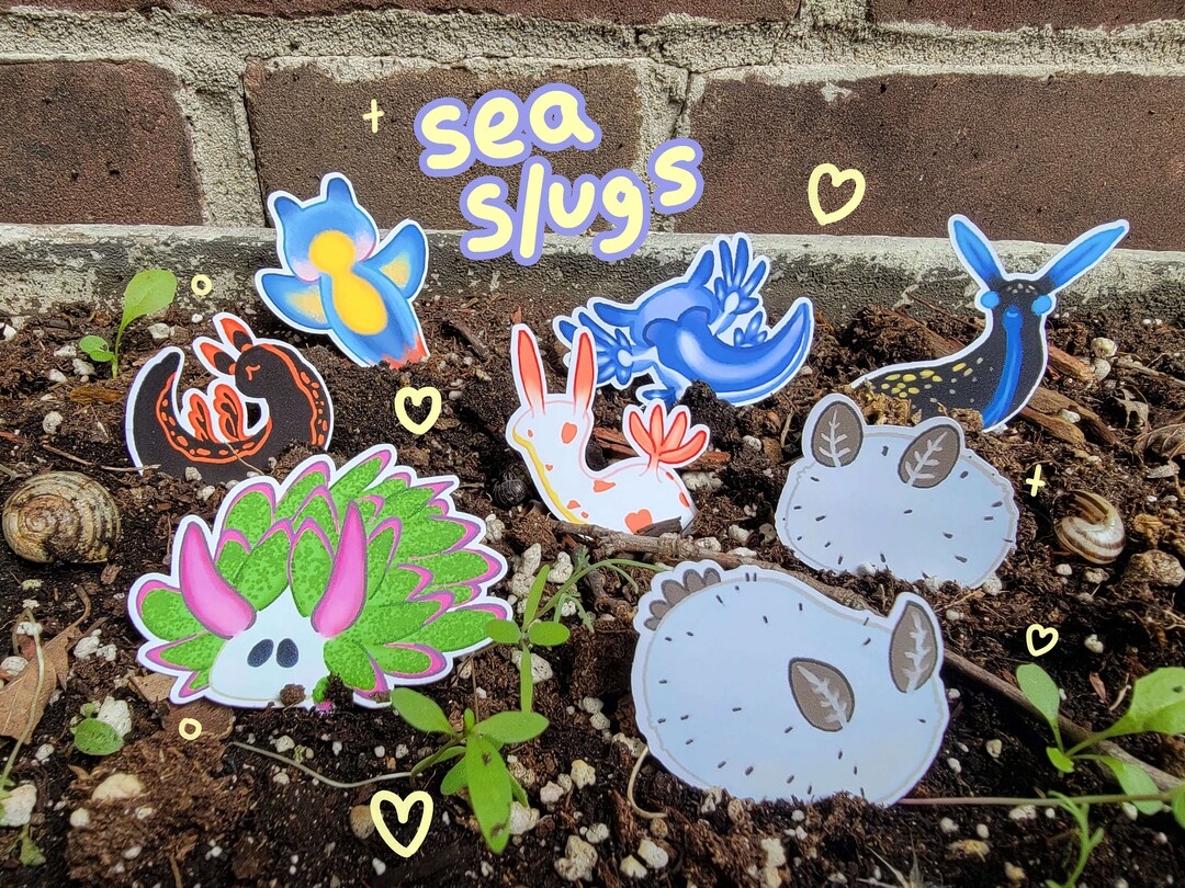 Sea Slug Stickers! Nudibranch, Sea Angel, Sea Bunny + More - Etsy