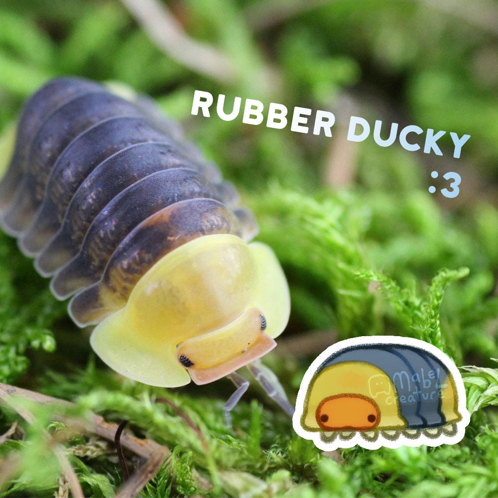 Isopod Stickers Rubber Ducky, Giant Isopod More - Etsy