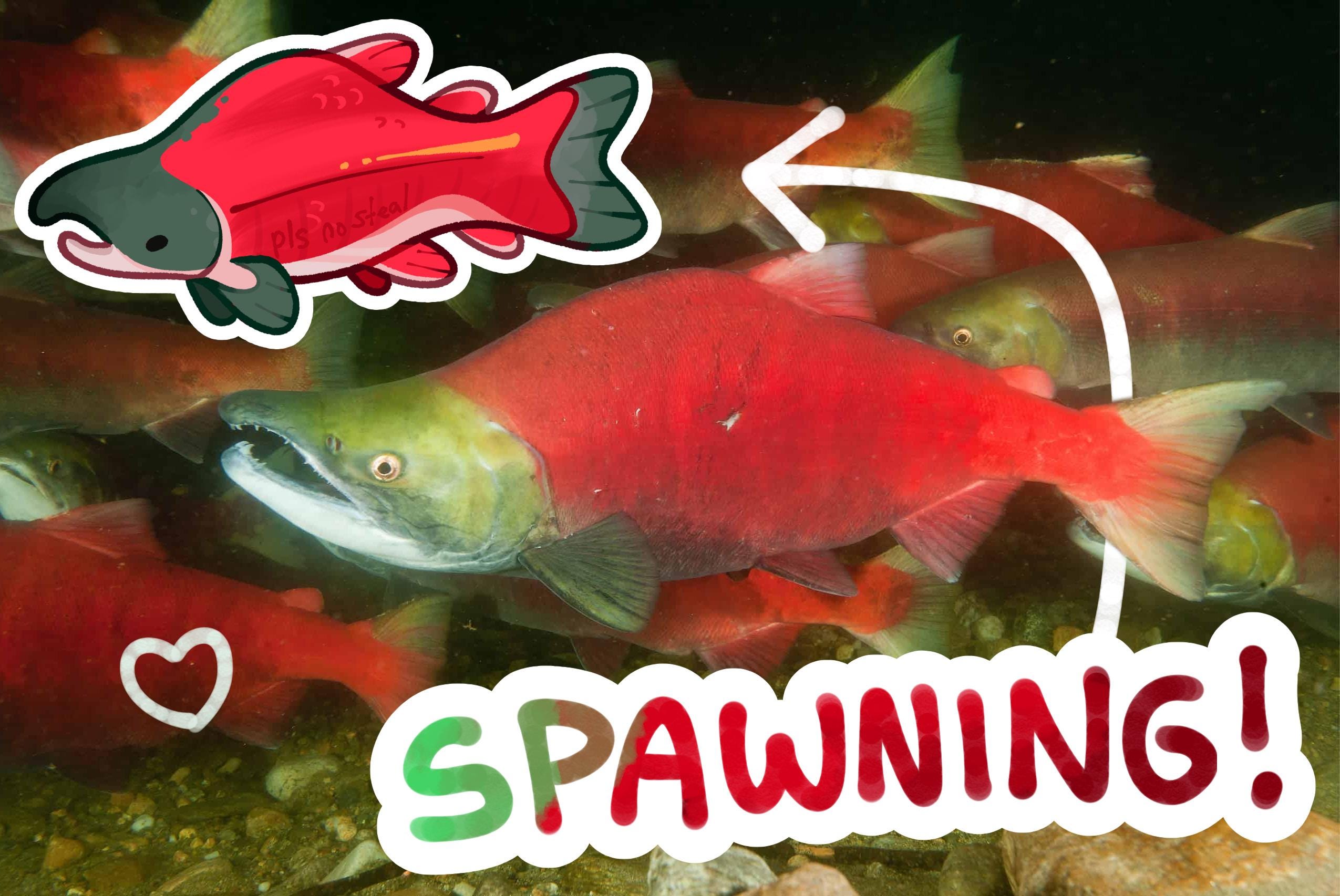 Salmon Stickers! Sockeye Fishy + More - Etsy