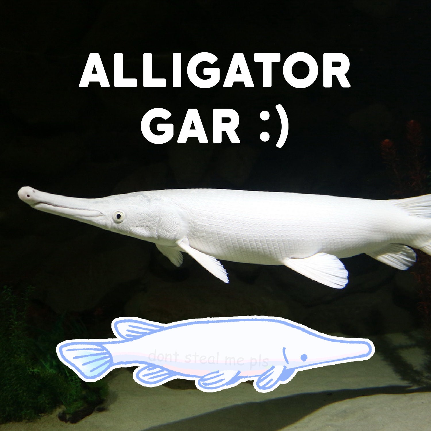 Freshwater Fish Stickers! Sturgeon, Gar + More - Etsy