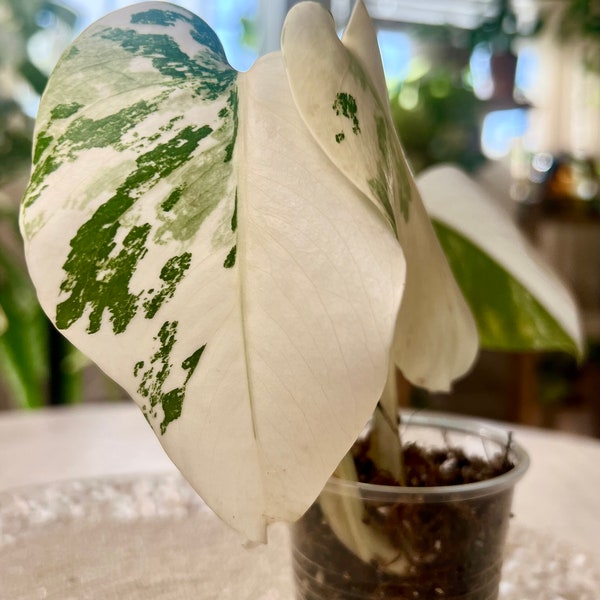 White Monstera Plant - Etsy