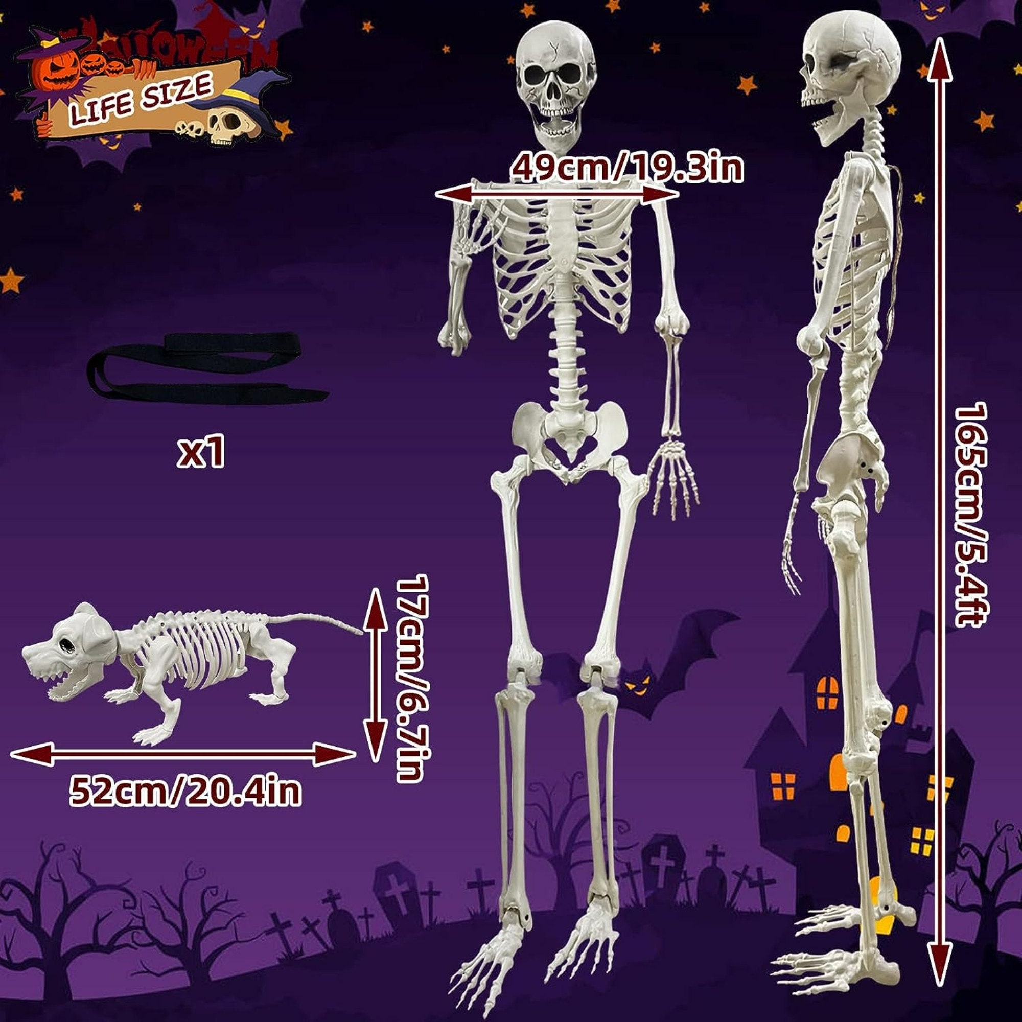 2 Pack Posable Life Size Human Skeletonsadult Skeletons With - Etsy UK