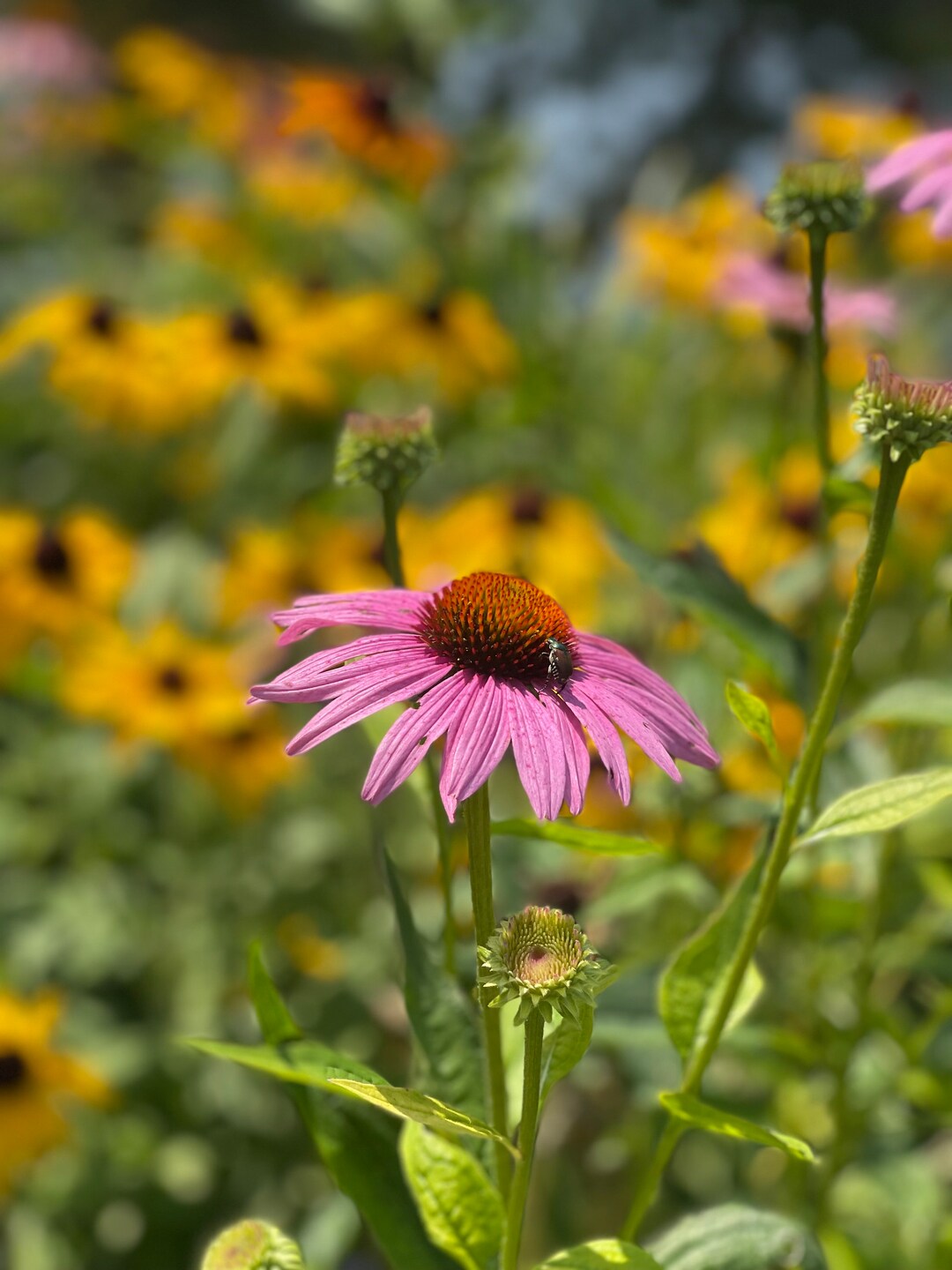 Its a Bugs Life - Etsy