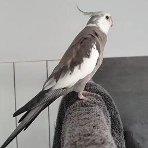 Handmade Felt Cockatiel Bird | Realistic Felt Bird Ornament ...