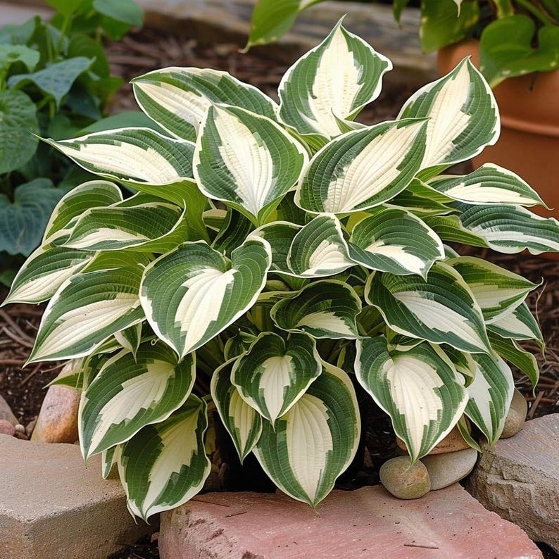 200+ Hosta Green Seeds – Vibrant Perennial Varieties for Your Garden - Etsy