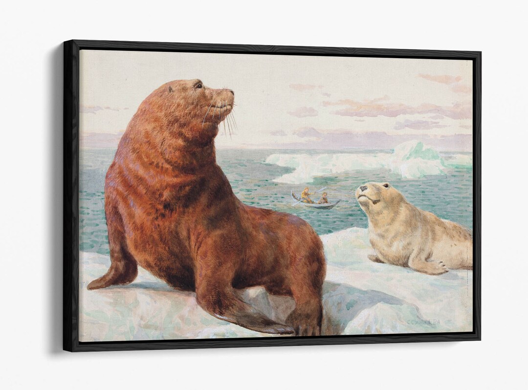 Sea Lions by Charles Collins wall Art Float Effect Framed Canvas Print ...