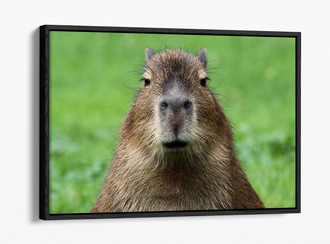 Capybara Art Float Effect Framed Canvas Print - Etsy