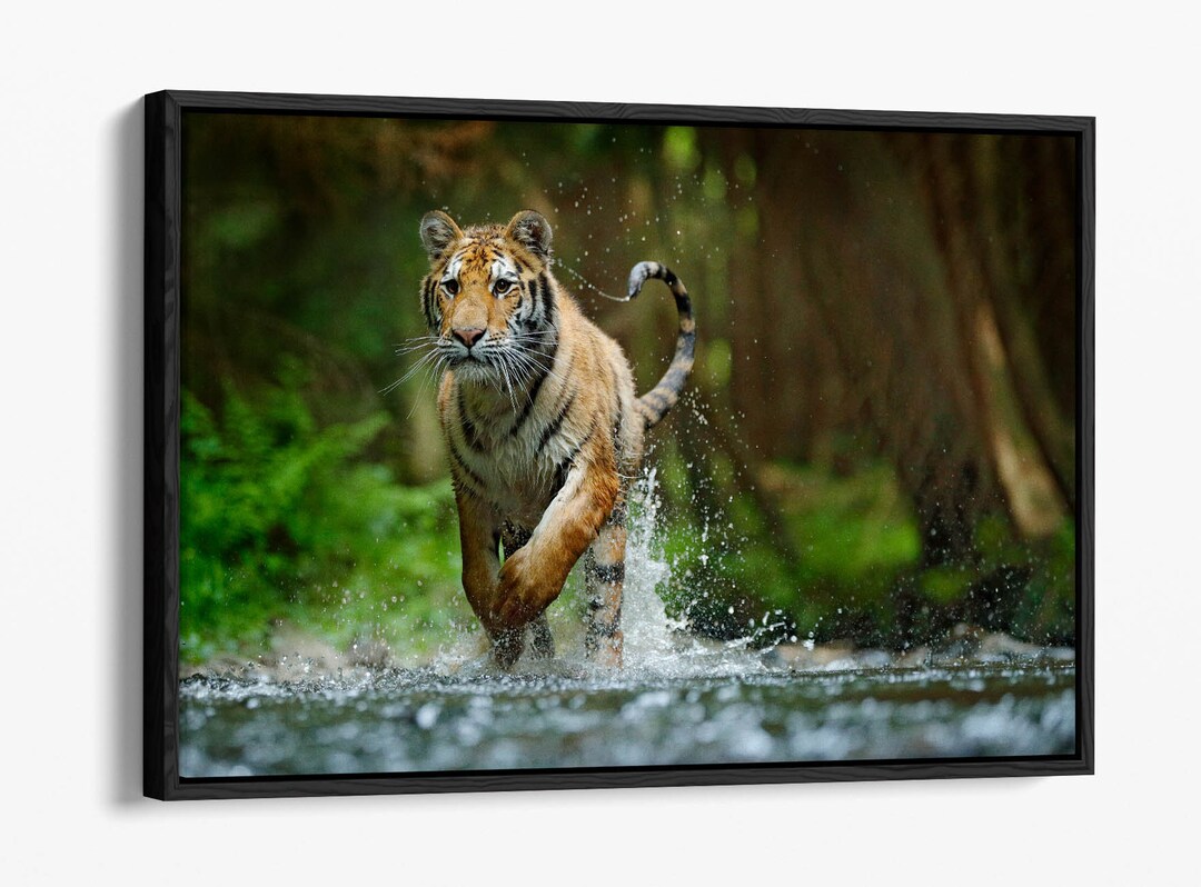 Tiger in River Art Float Effect Framed Canvas Print - Etsy