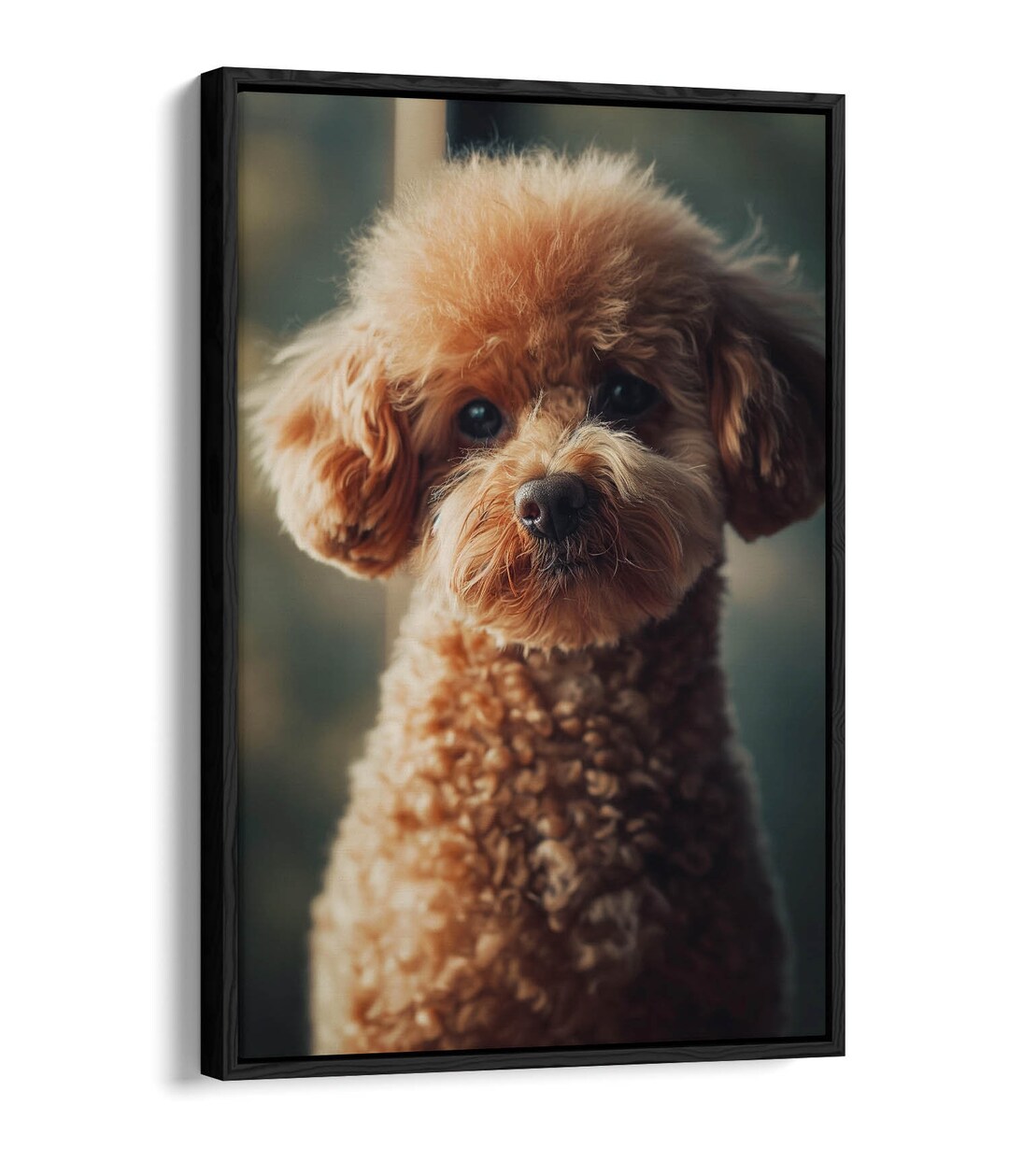 Portrait of a Cute Toy Poodle Wall Art Float Effect Framed Canvas Print ...