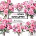 Orange Roses Clipart - 15 High Quality SVG and PNG Files - Transparent ...