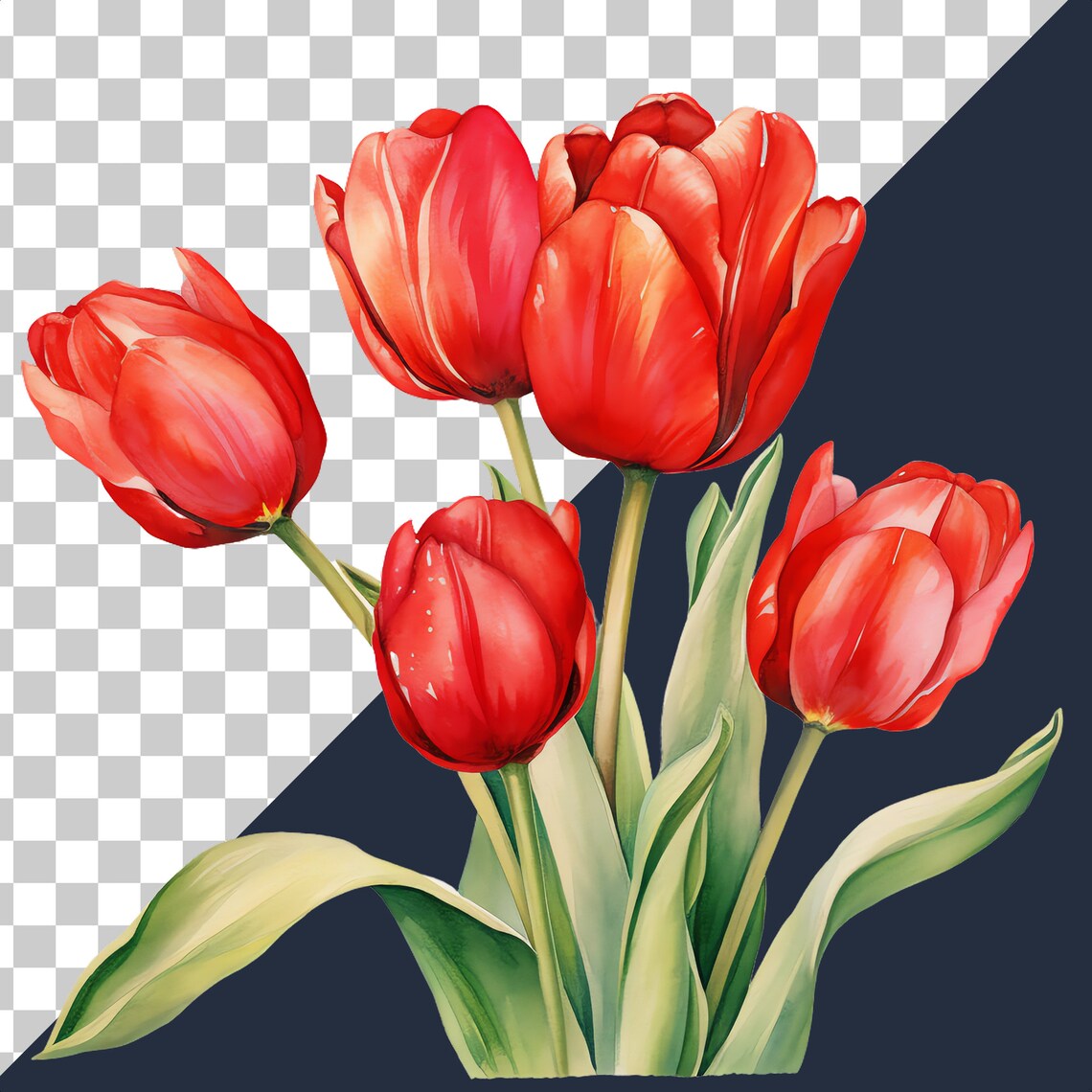 Elegant Watercolor Red Tulips Clipart: 15 High-quality PNG Files ...