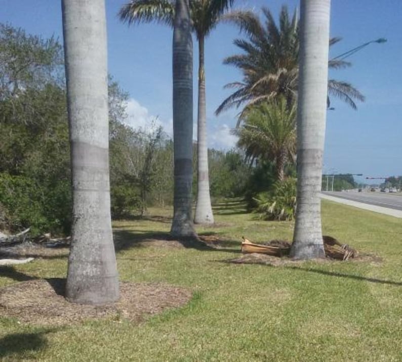 Marlin Fish Painted Palm Frond: Hand Painted Original Marine Life - Etsy