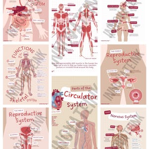 Aesthetic Printable Human Body Systems Posters 8pk Educational Wall Art ...