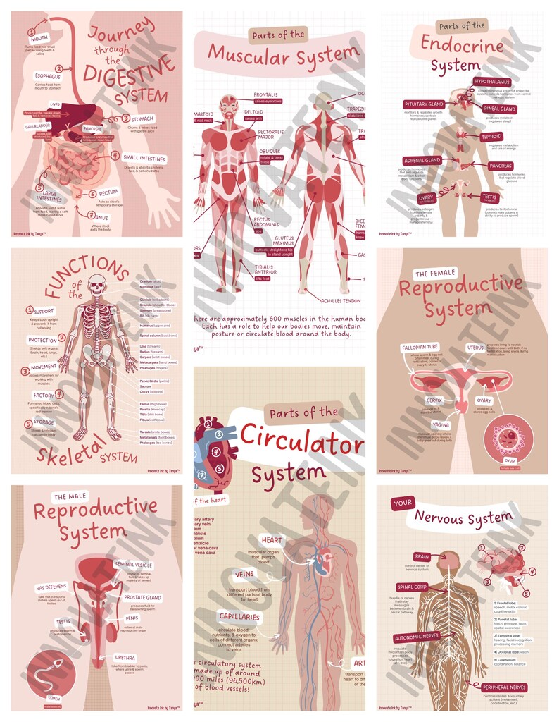 Aesthetic Printable Human Body Systems Posters 8pk Educational Wall Art ...