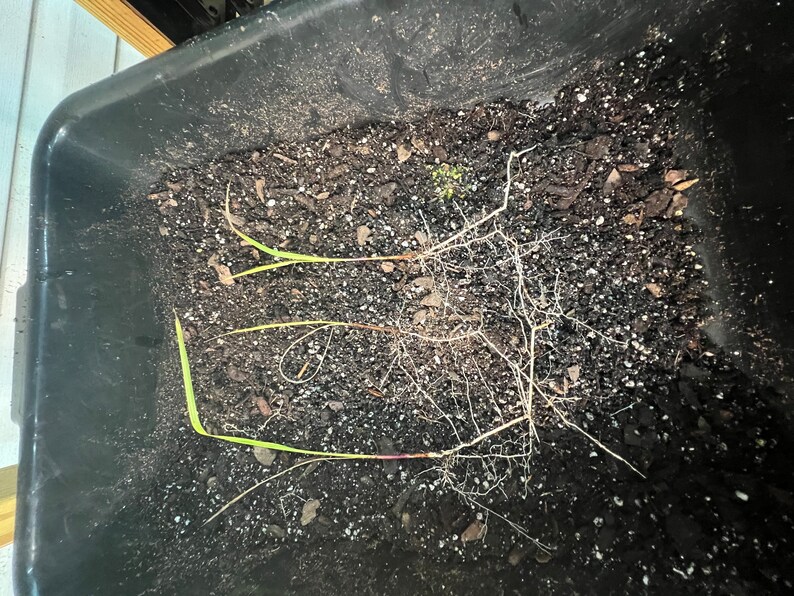 20 Mexican Fan Palm Seedlings 5-8” Washingtonia Robusta - Etsy