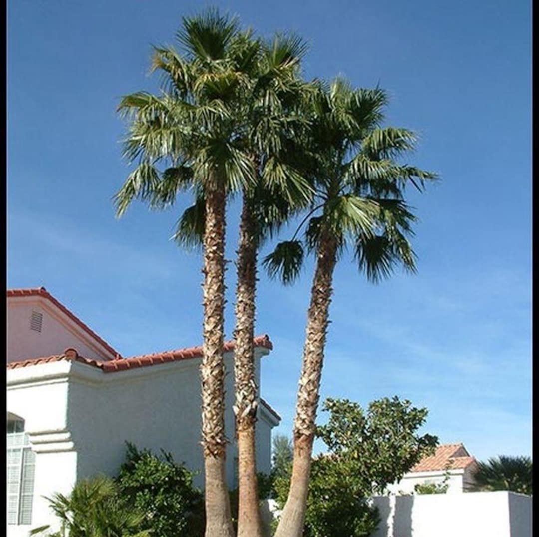 Mexican Fan Palm Seeds (washingtonia Robusta) Freshly Harvested and ...
