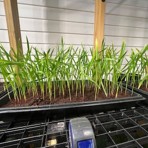 20 Mexican Fan Palm Seedlings 5-8” Washingtonia Robusta - Etsy