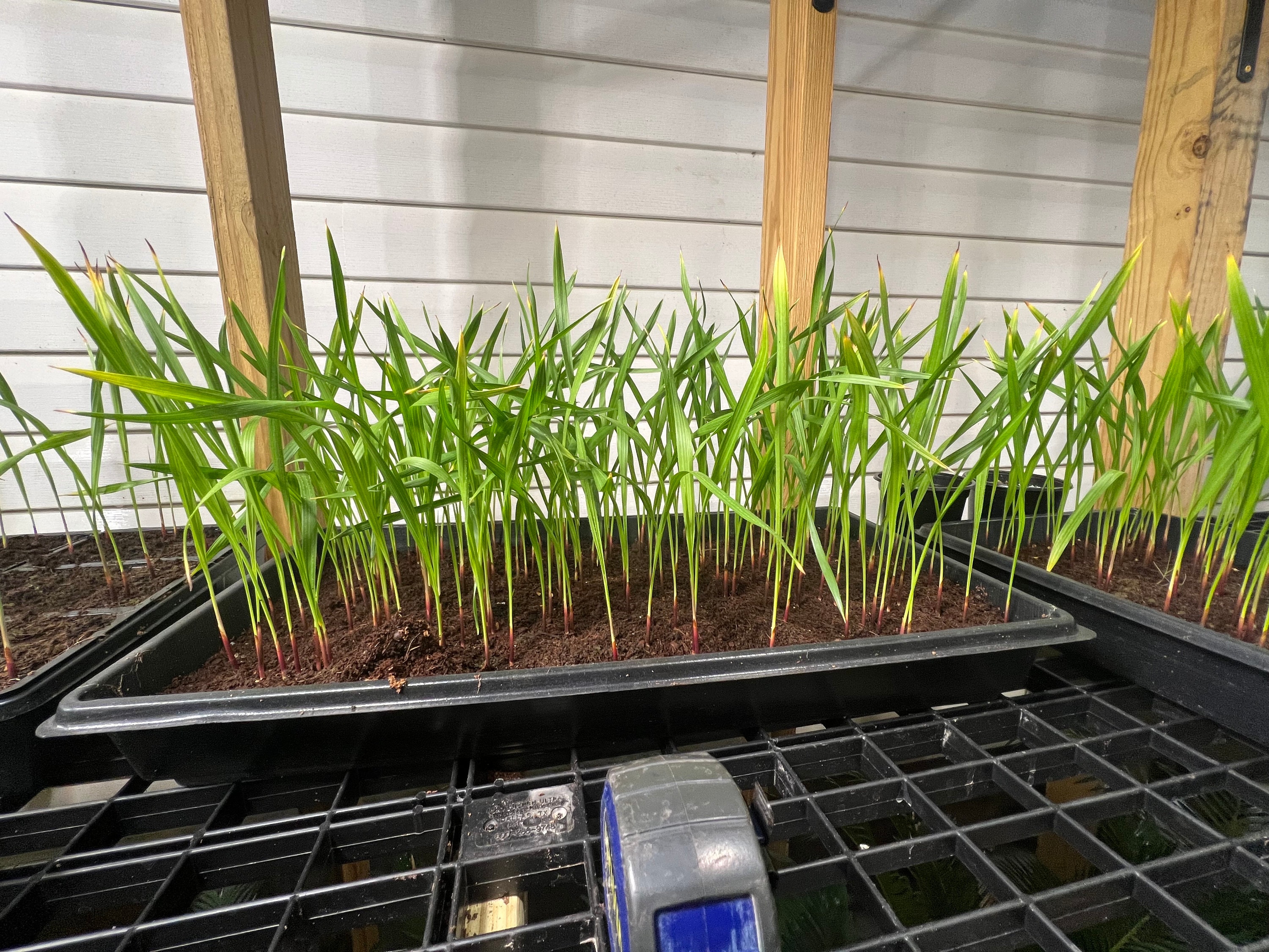 20 Mexican Fan Palm Seedlings 5-8” Washingtonia Robusta - Etsy