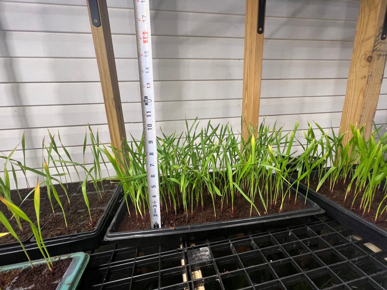 20 Mexican Fan Palm Seedlings 5-8” Washingtonia Robusta - Etsy