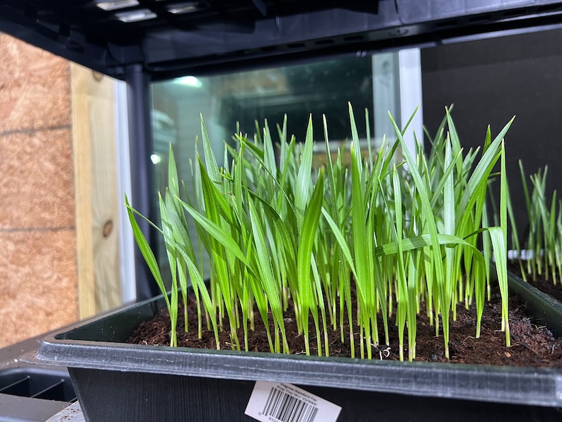 20 Mexican Fan Palm Seedlings 5-8” Washingtonia Robusta - Etsy