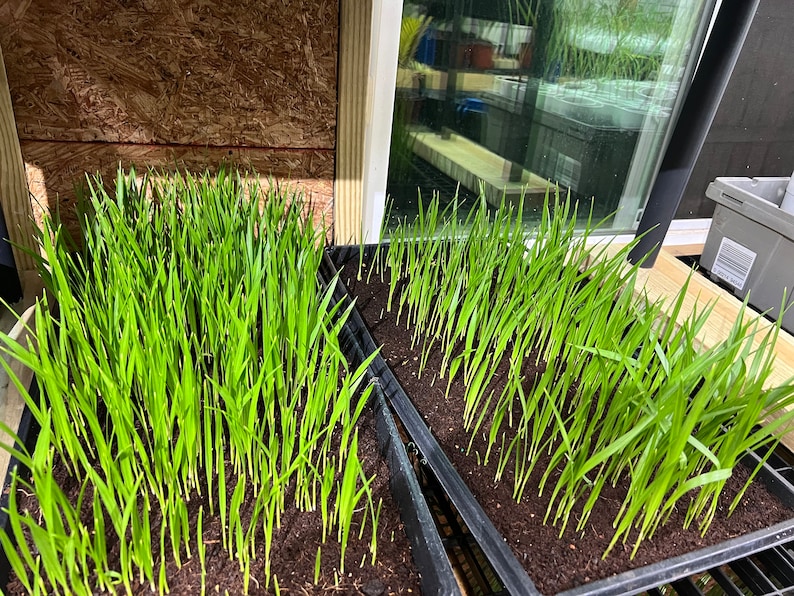 20 Mexican Fan Palm Seedlings 5-8” Washingtonia Robusta - Etsy