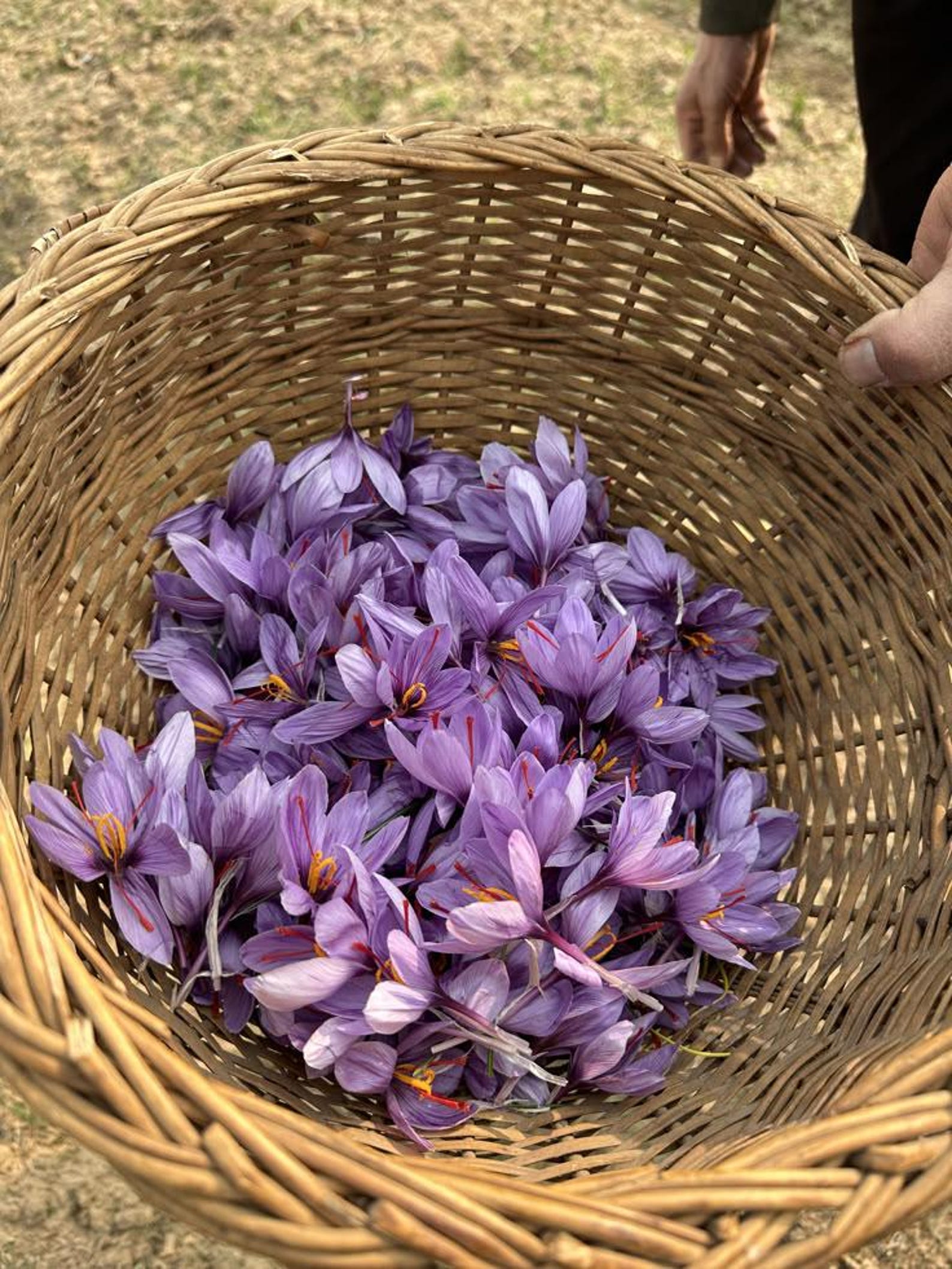 Premium Saffron for Cooking & Beauty | Buy Authentic Saffron Online 10 ...