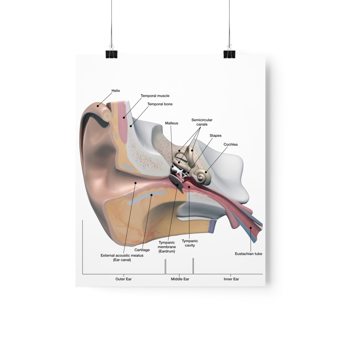 Human Ear Cross-section With Labels Premium Matte Vertical Posters - Etsy