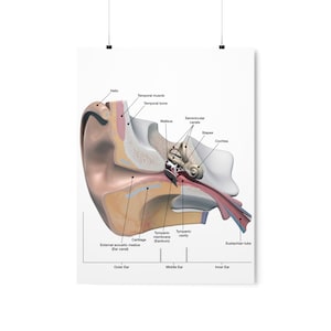 Human Ear Cross-section With Labels Premium Matte Vertical Posters - Etsy