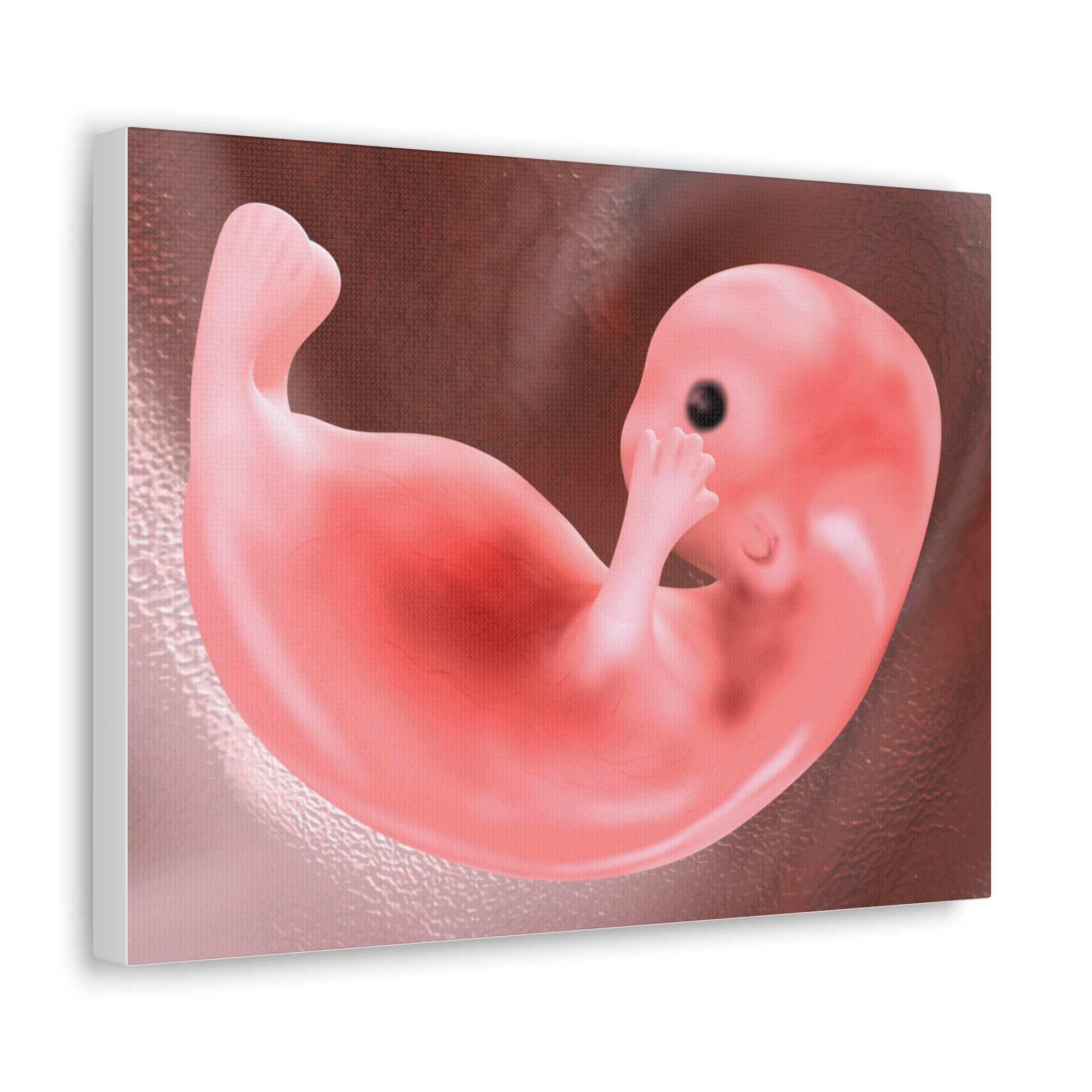 Human Embryo Illustration Human Anatomy Canvas Gallery Wraps - Etsy