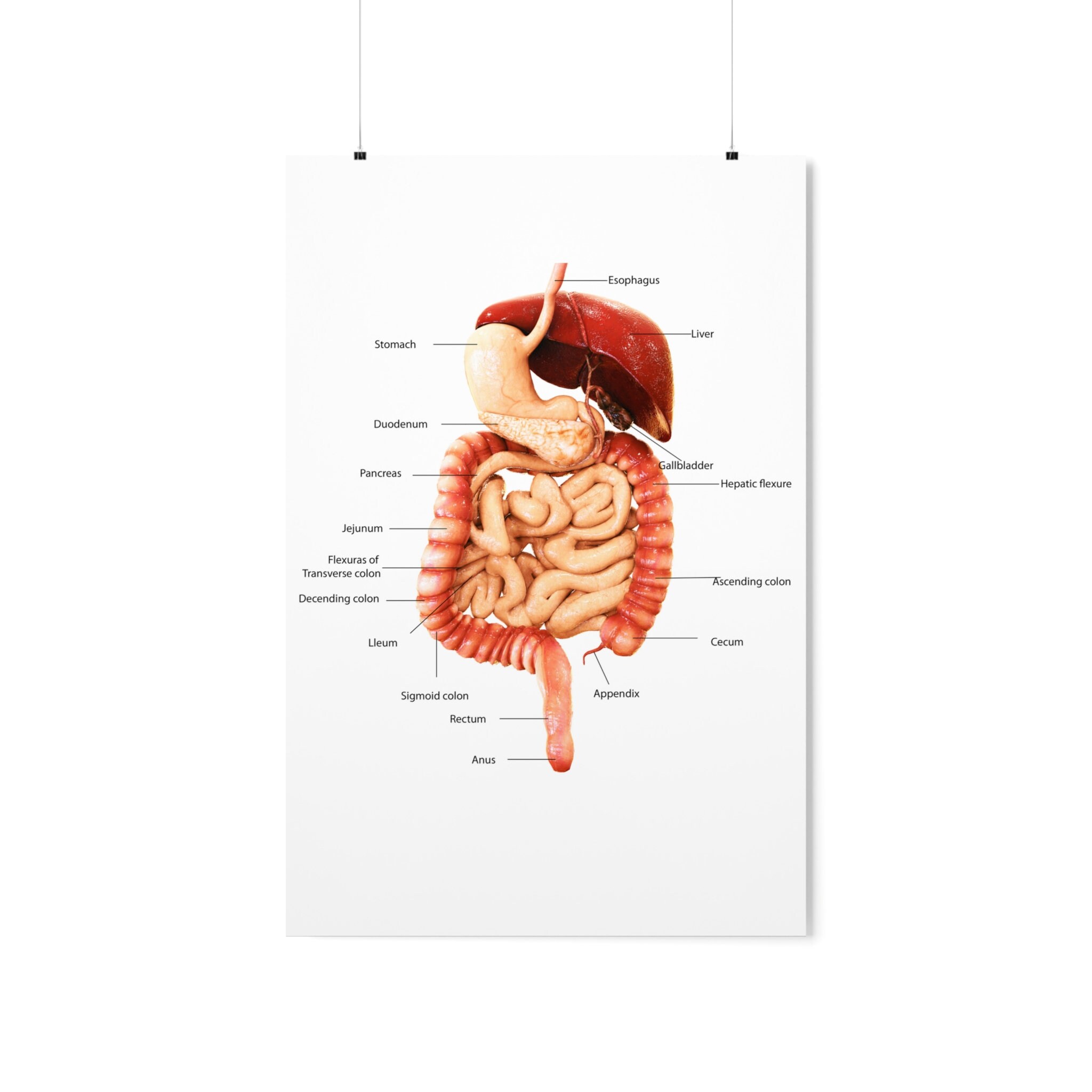 Premium Matte Vertical Posters Digestive System Human Anatomy - Etsy