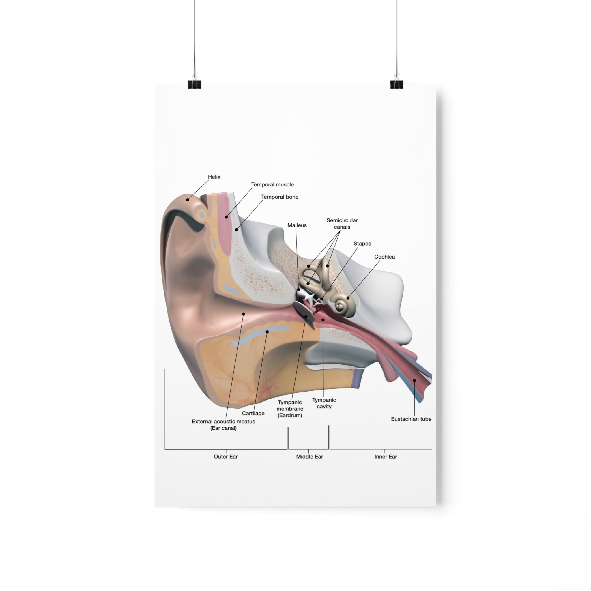 Human Ear Cross-section With Labels Premium Matte Vertical Posters - Etsy
