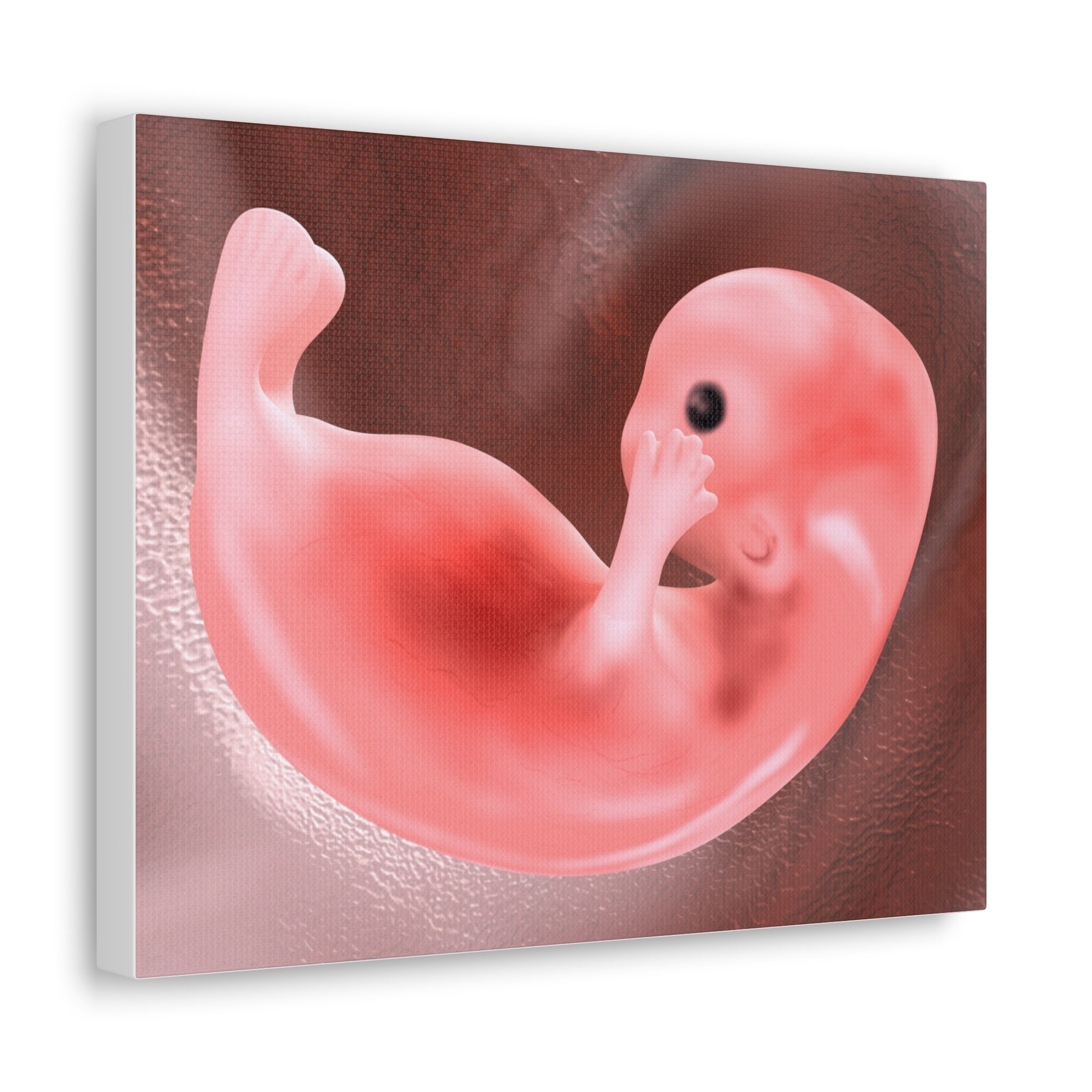 Human Embryo Illustration Human Anatomy Canvas Gallery Wraps - Etsy