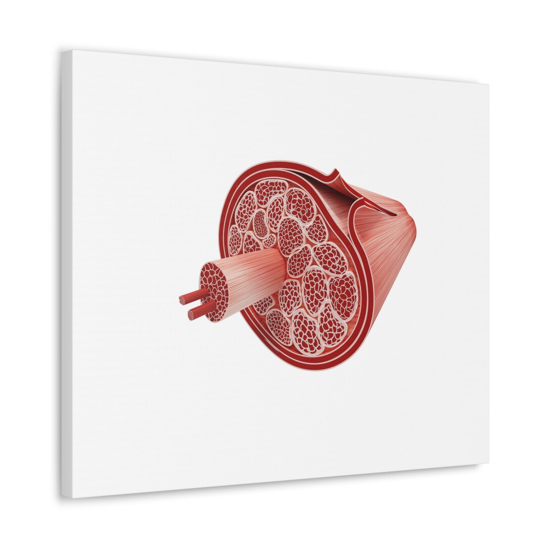 Muscle Tissue Art Illustration Canvas Gallery Wraps - Etsy